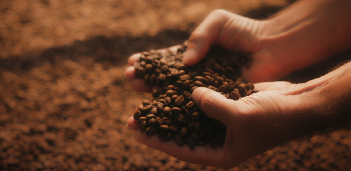 How to Read Coffee Roast Curves and What They Really Mean | Coffee ...